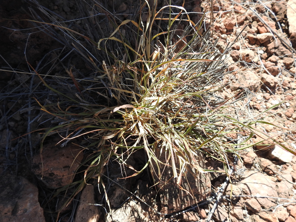 buffelgrass from Cuencamé, Dgo., México on March 29, 2024 at 11:10 AM ...