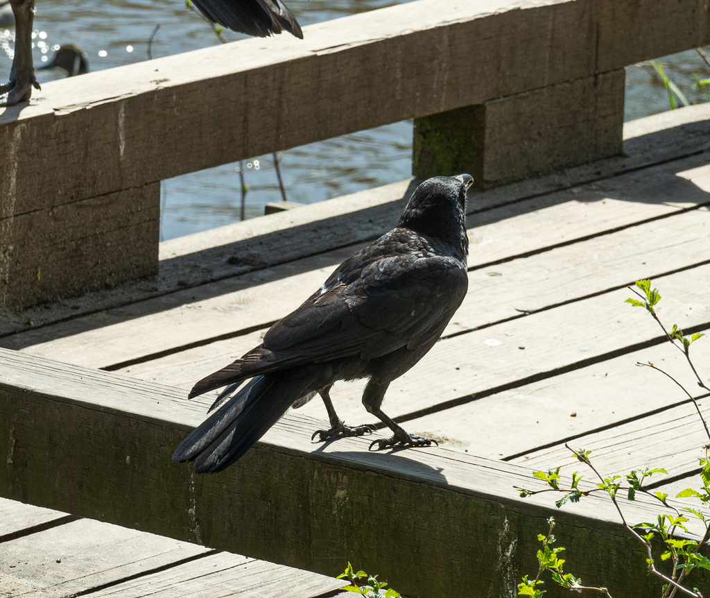 American Crow from burnaby lake on April 10, 2024 at 12:16 PM by John ...