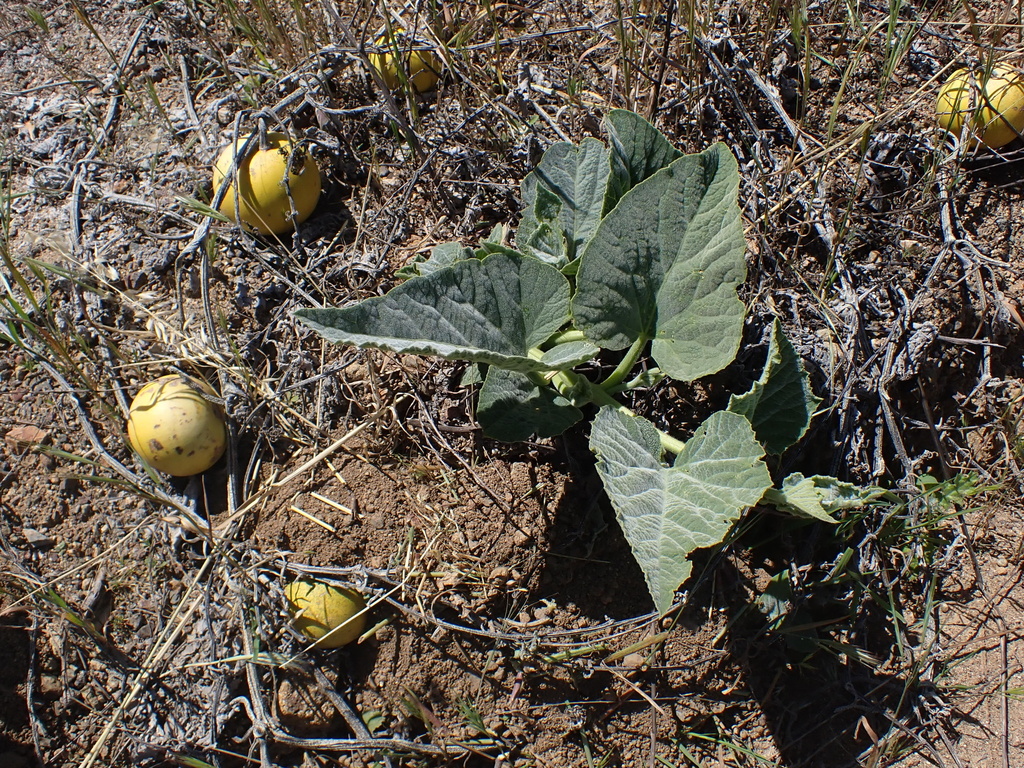 Buffalo Gourd from Chino Hills State Park, Anaheim, CA, US on April 10 ...