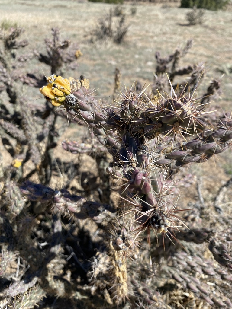 tree cholla in April 2024 by Jon Merryman · iNaturalist