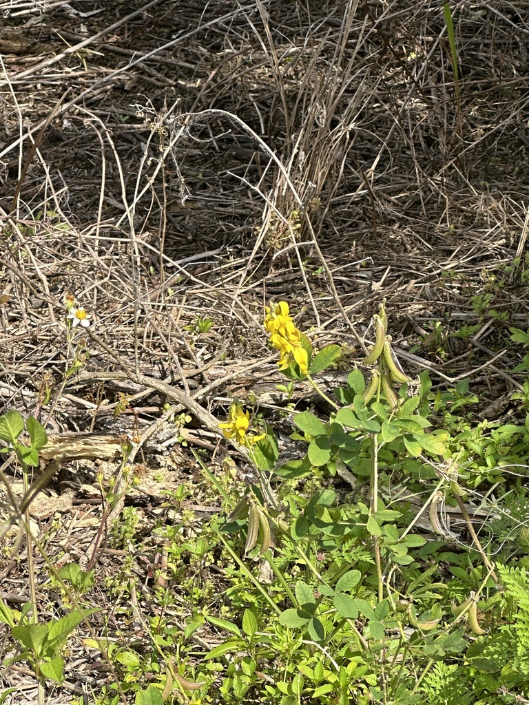 Streaked Rattlepod from Polk County, FL, USA on April 10, 2024 at 03:17 ...