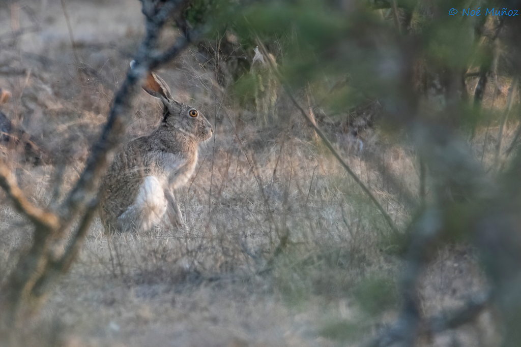 White-sided Jackrabbit in March 2024 by Noé Abraham Muñoz Padilla ...