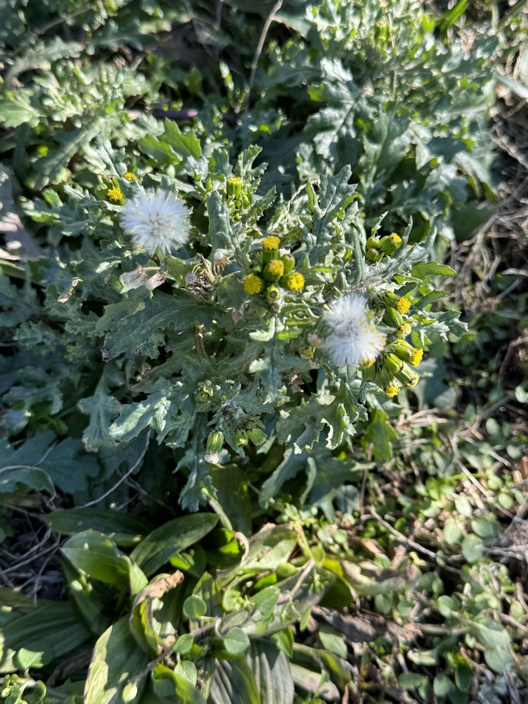 common groundsel from Bayonne, NJ, USA on February 4, 2024 at 12:39 PM ...