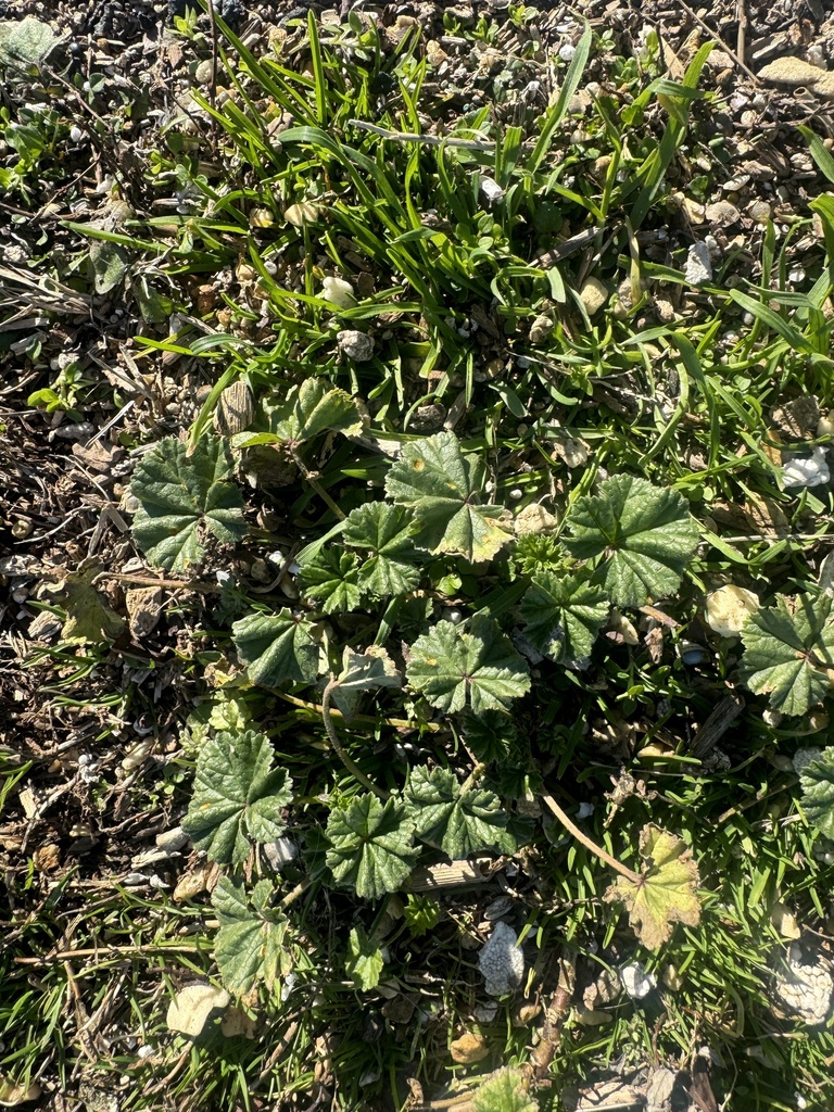 dwarf mallow from Bayonne, NJ, USA on February 4, 2024 at 12:30 PM by ...