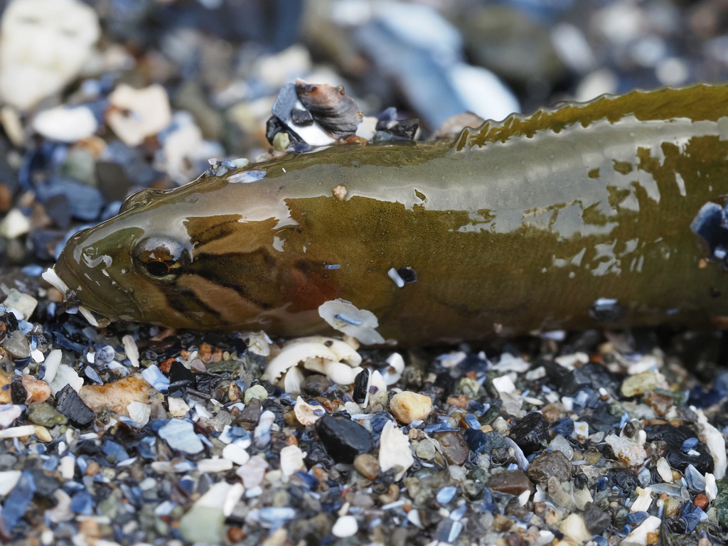 Rock Eel from Cape Roger Curtis, Bowen Island, Vancouver, BC, Canada on ...