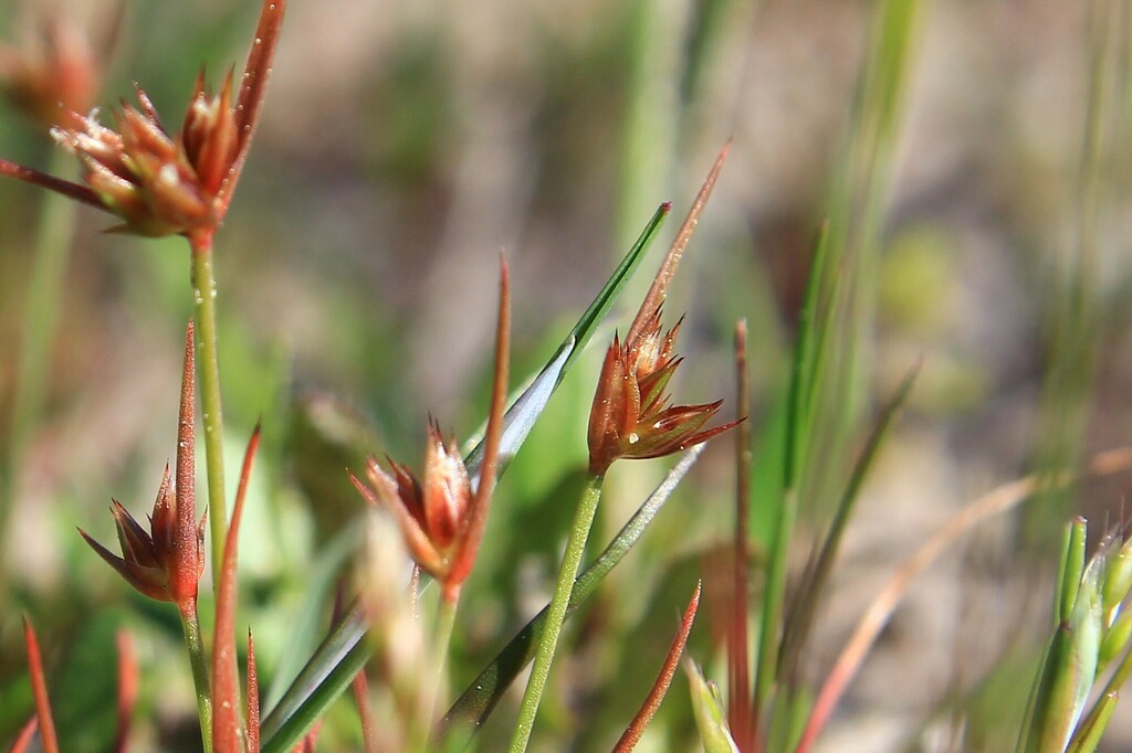 dwarf rush from 33470 Le Teich, France on April 11, 2024 at 04:47 PM by ...
