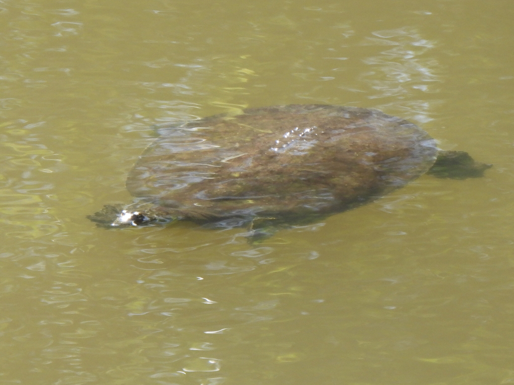 Spiny Softshell from North Central, Carrollton, TX, USA on April 11 ...