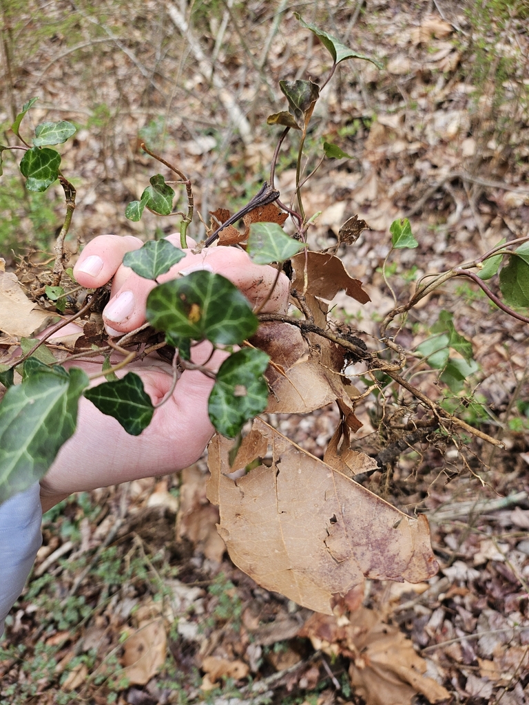 common ivy from Cross River, NY 10518, USA on April 11, 2024 at 02:29 ...