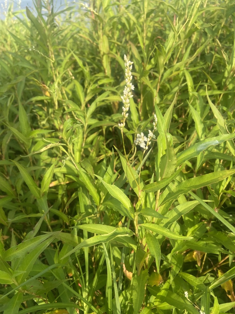 swamp smartweed from Okeechobee, FL, US on April 11, 2024 at 09:30 AM ...