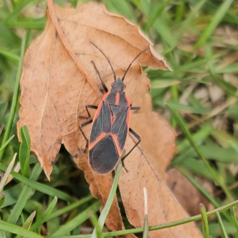 Eastern Boxelder Bug from Escanaba, MI 49829, USA on April 11, 2024 at ...