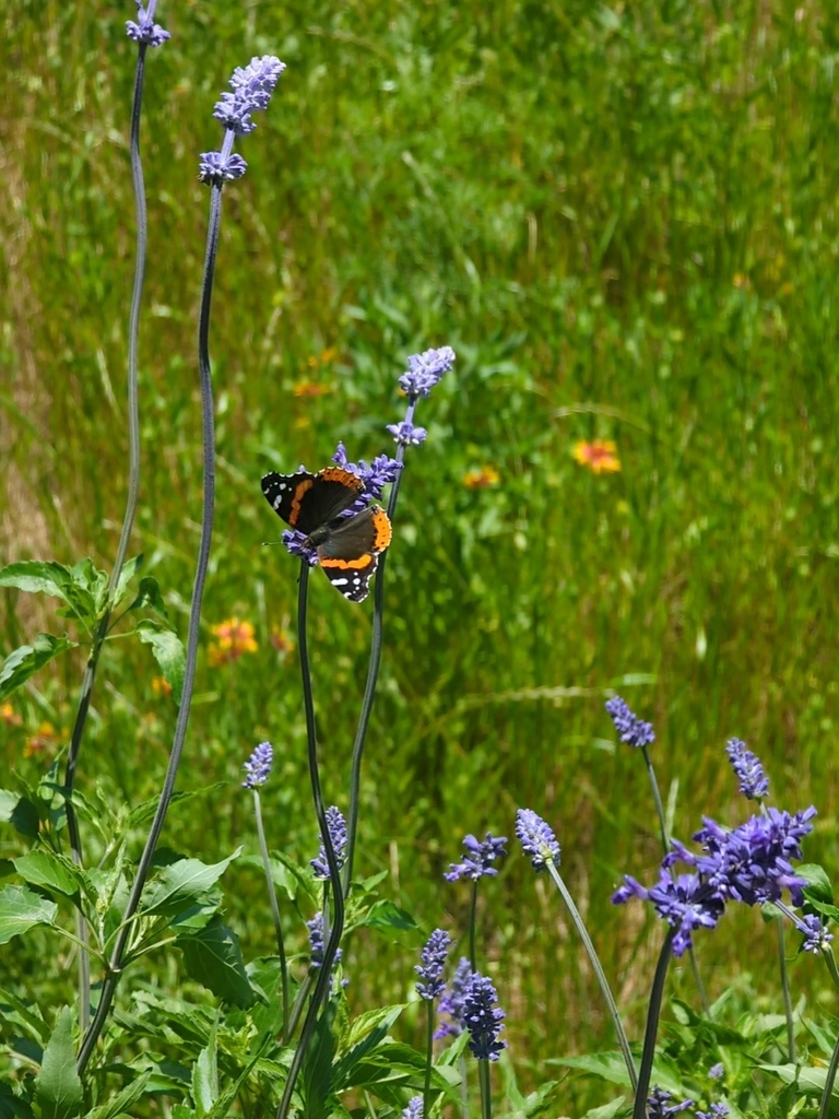 Red Admiral from Dripping Springs, TX 78620, USA on April 11, 2024 at ...