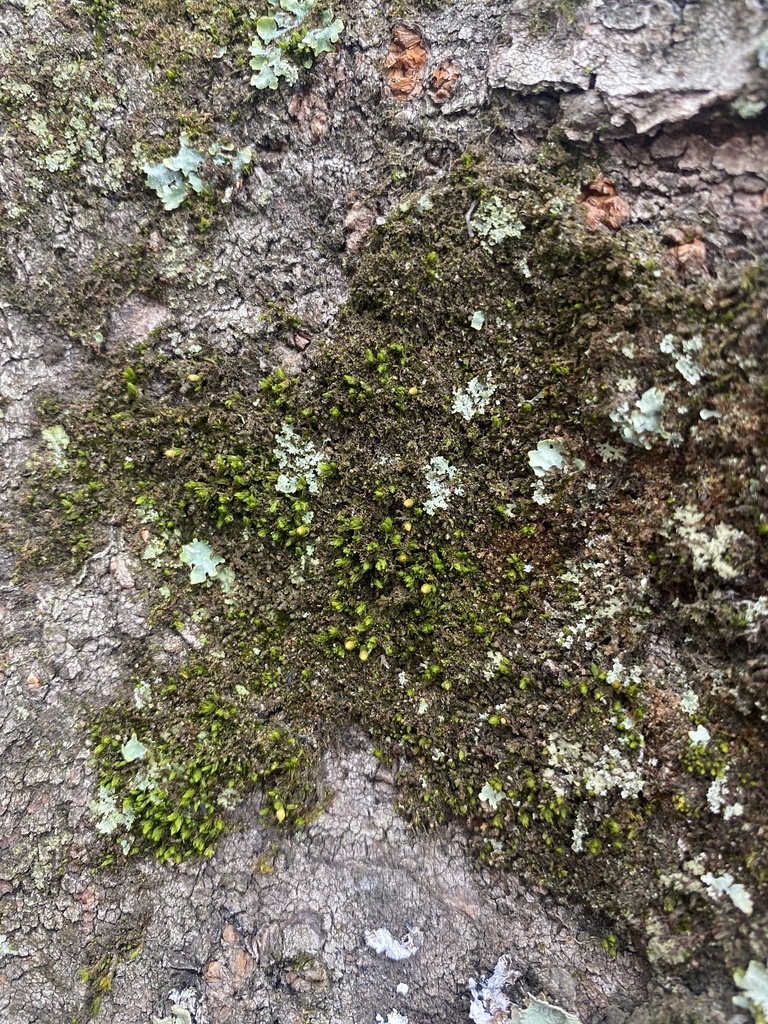 Starry Bristle Moss from Iona University, New Rochelle, NY, US on April ...