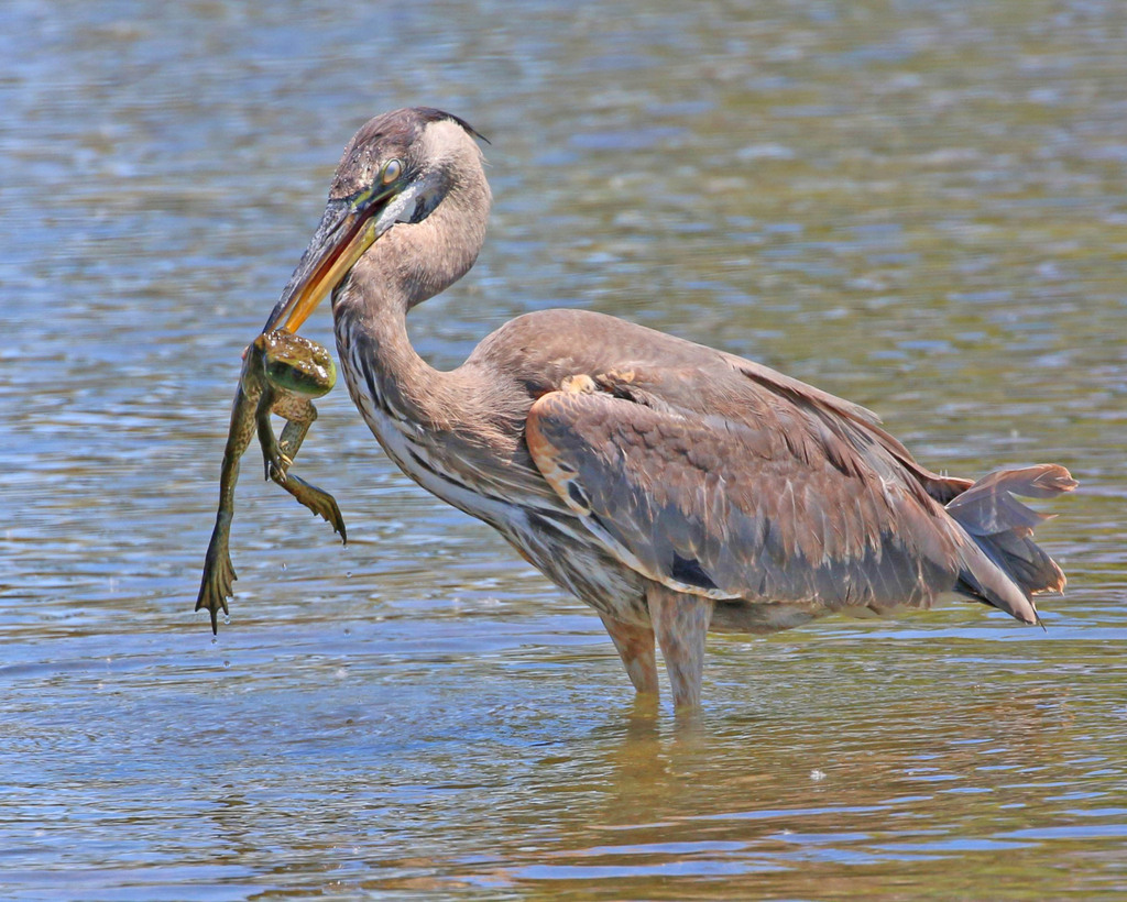 American Bullfrog from Canoa Ranch, AZ, USA on April 9, 2024 at 01:45 ...