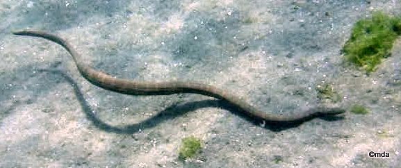 Marine File Snake from Gilimanuk, Bali, Indonésie on August 5, 2009 at ...