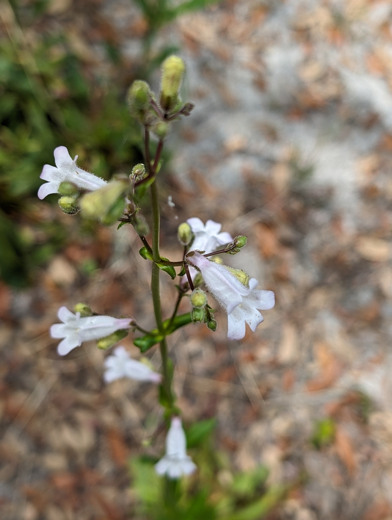 Manyflower Beardtongue from Babson Park, FL 33827, USA on April 9, 2024 ...
