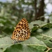 Spotted leopard butterfly (Timelaea maculata) · iNaturalist