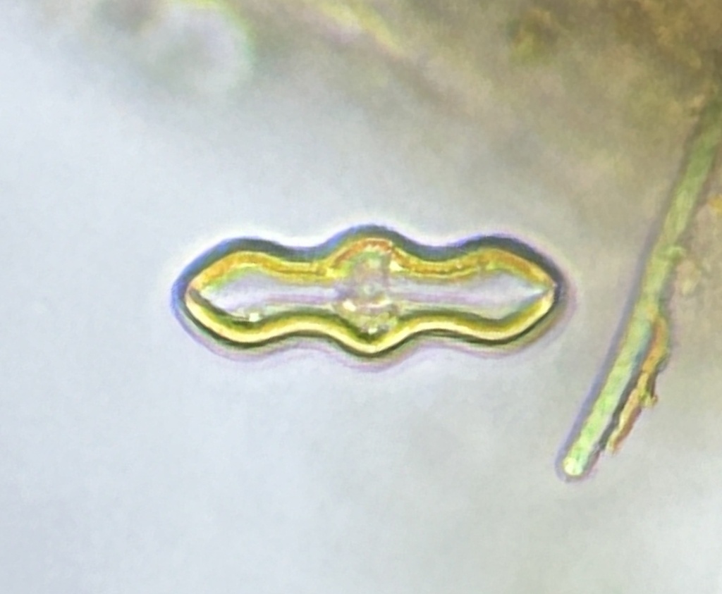 Caloneis in April 2024 by Blair Young. From personal algal cultures ...