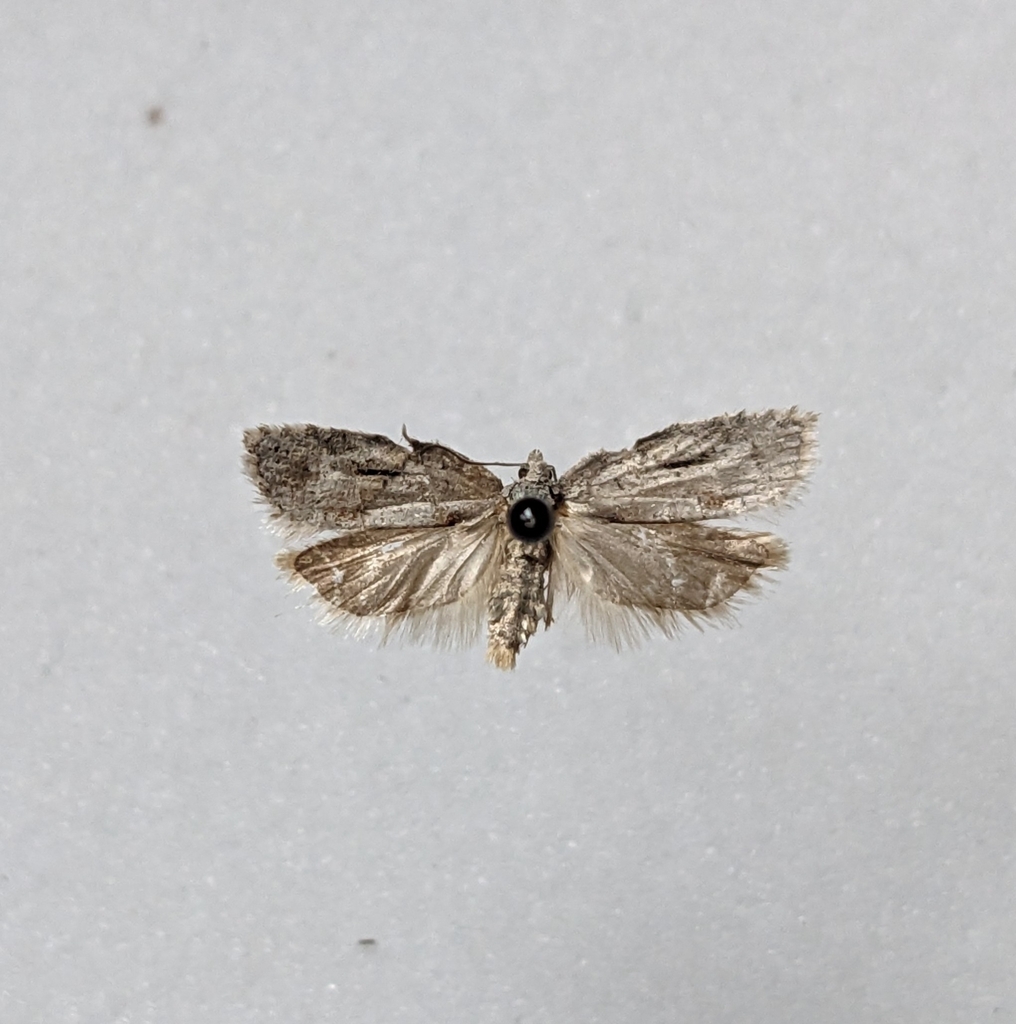North American Black-headed Birch Leaffolder Moth from Val-David, Les ...