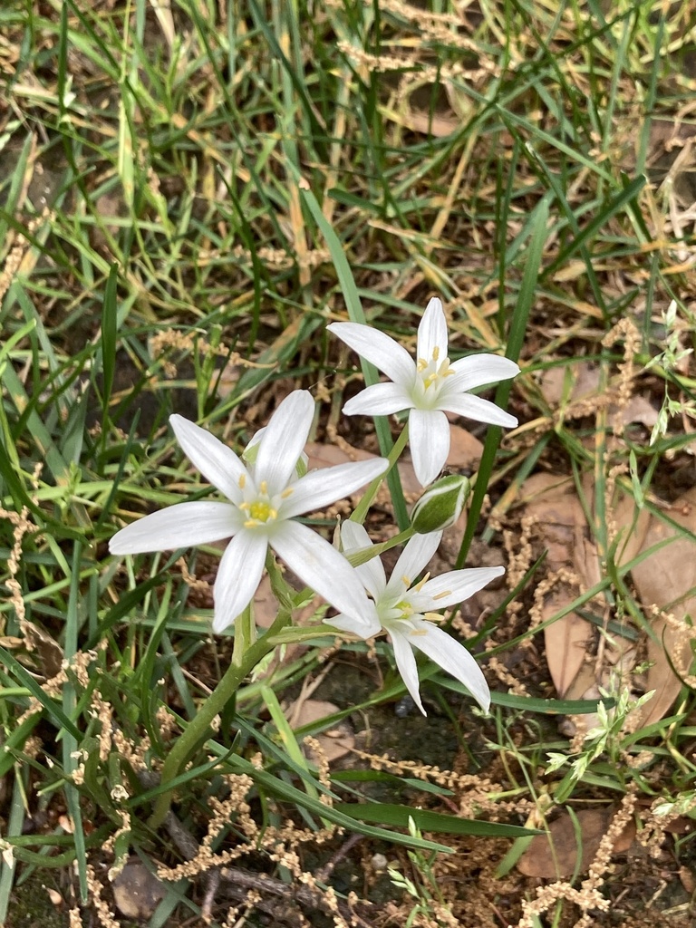 common star-of-Bethlehem from University of Tennessee at Chattanooga ...