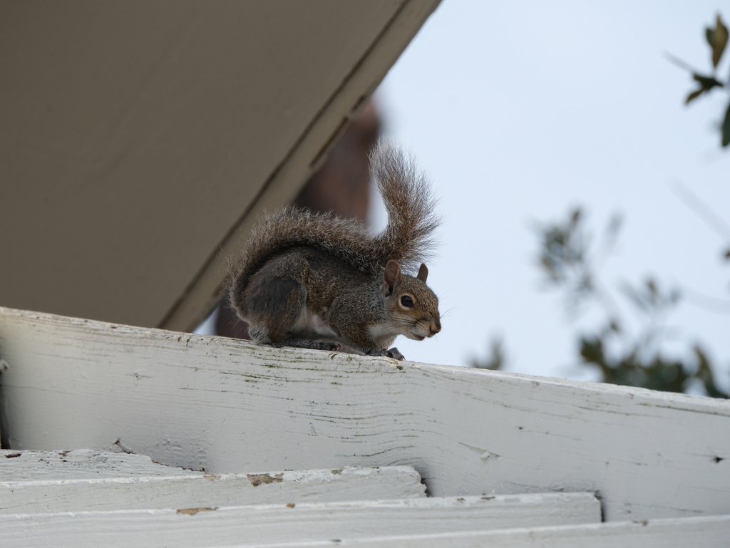 Eastern Gray Squirrel in April 2024 by Eric Blomberg · iNaturalist