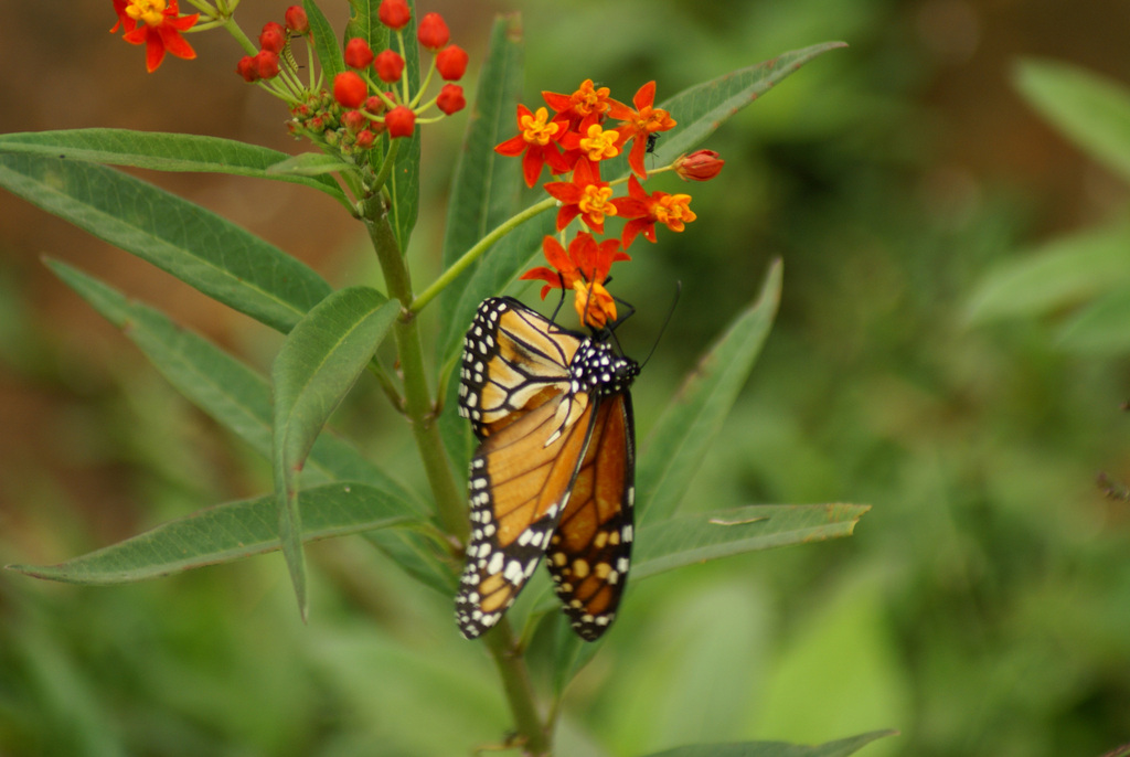 Southern Monarch from Ajuricaba - RS, Brasil on January 19, 2008 at 03: ...