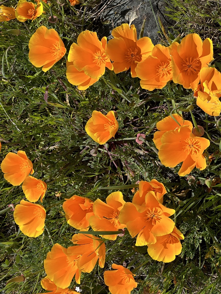 California poppy from Crane Creek Regional Park, Santa Rosa, CA, US on ...