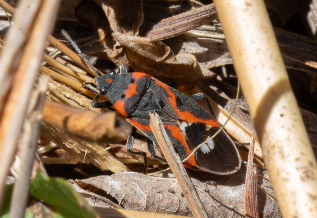 Small Milkweed Bug from Hardin Hall, Lincoln, NE 68503, USA on April 11 ...