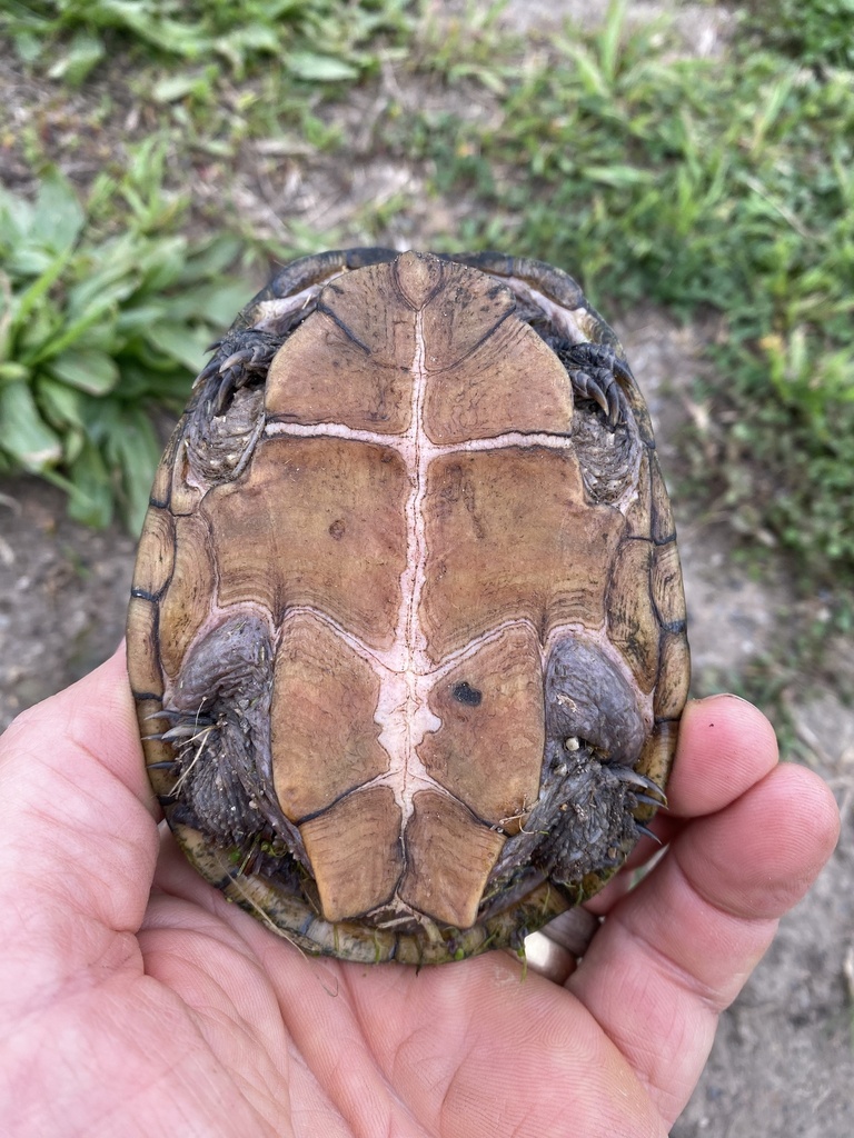 Eastern Musk Turtle from McKee Beshers Wildlife Management Area Trail ...