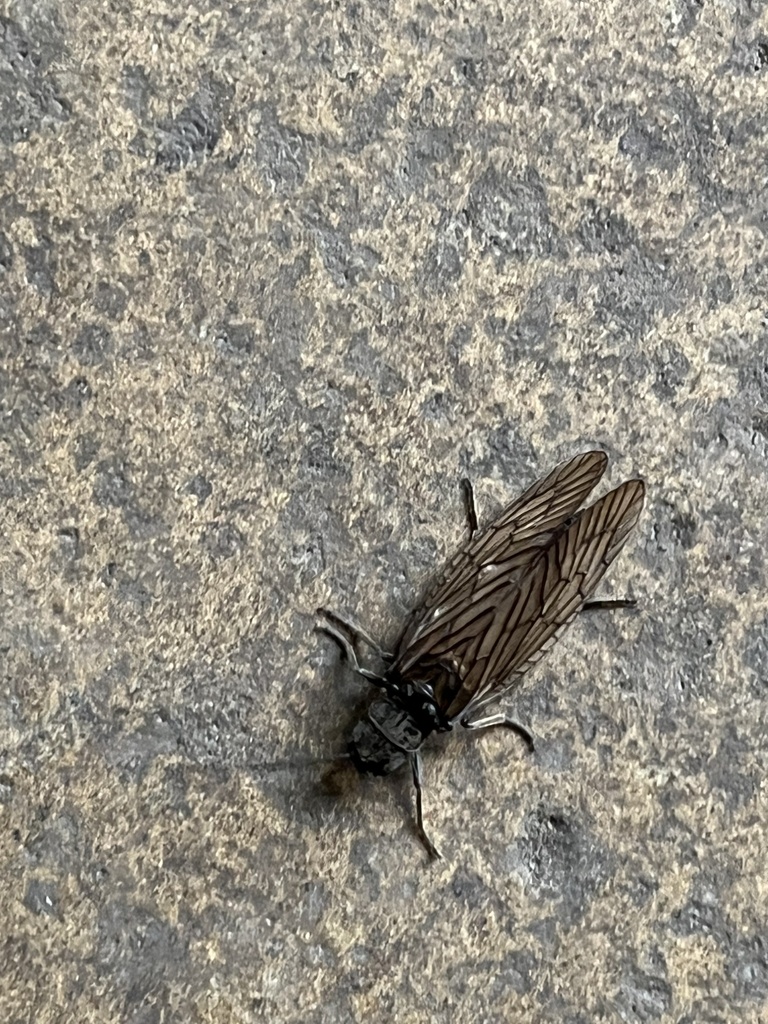 Holarctic Alderflies from University Of York Campus West Designed ...