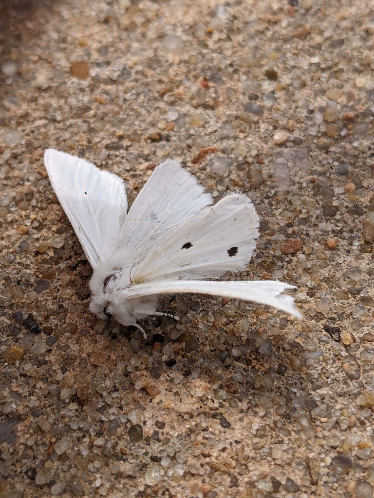 Virginian Tiger Moth from Alfalfa County, OK, USA on April 10, 2024 at ...