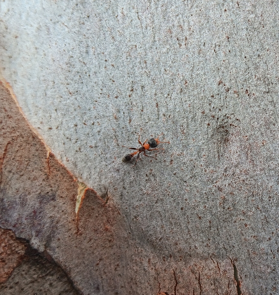 Graceful Twig Ant from Honolulu, HI 96848, USA on April 11, 2024 at 07: ...