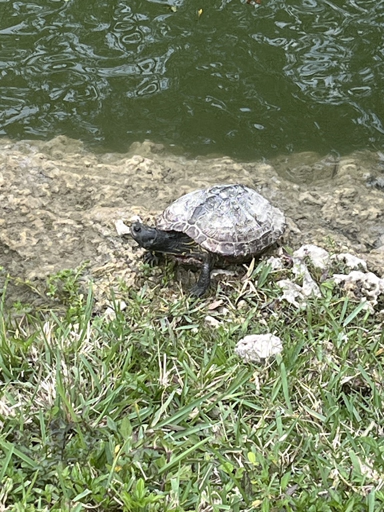 Pond Slider from Florida International University, Miami, FL, US on ...