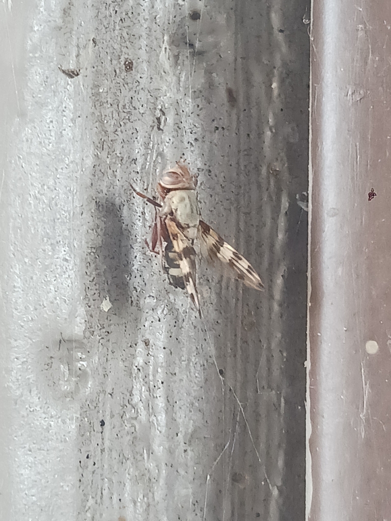 Narrow-Banded Picture-Winged Fly from Ellis, ID 83235, USA on April 11 ...