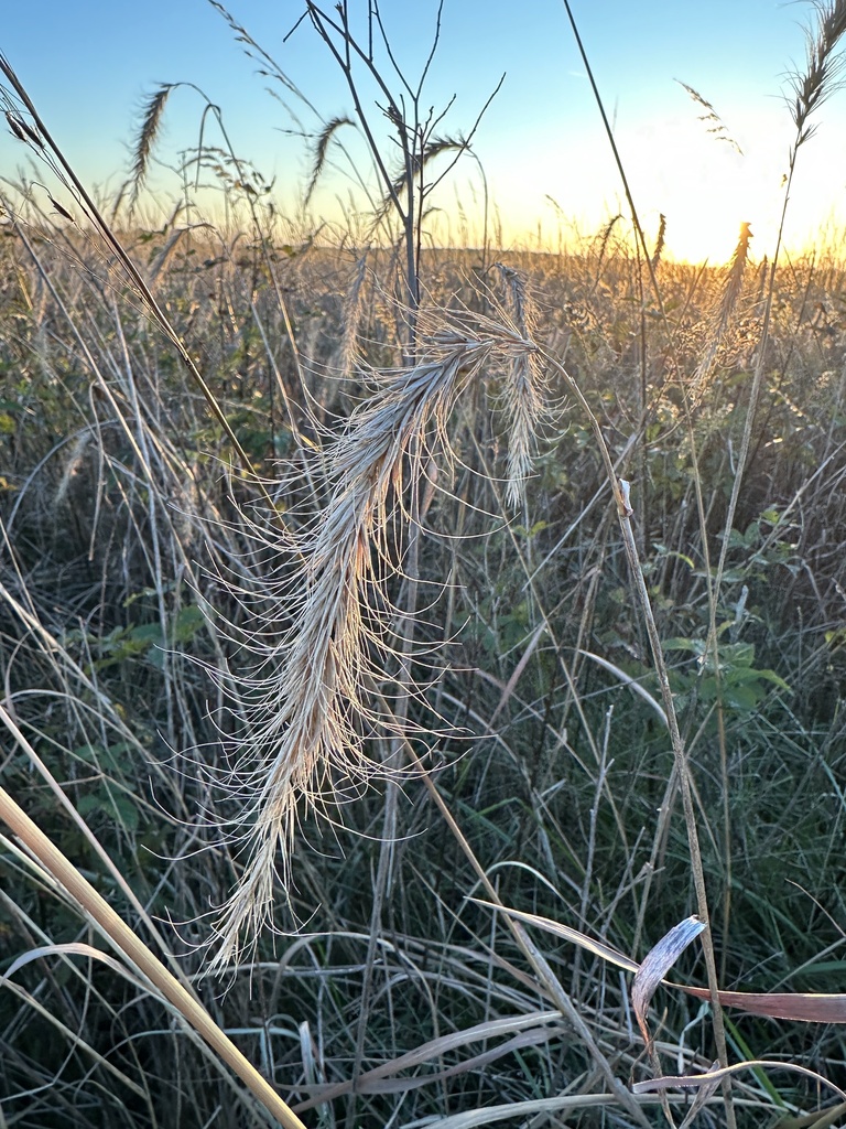 Canada wild rye from Alma, IL, US on November 1, 2023 at 05:37 PM by ...