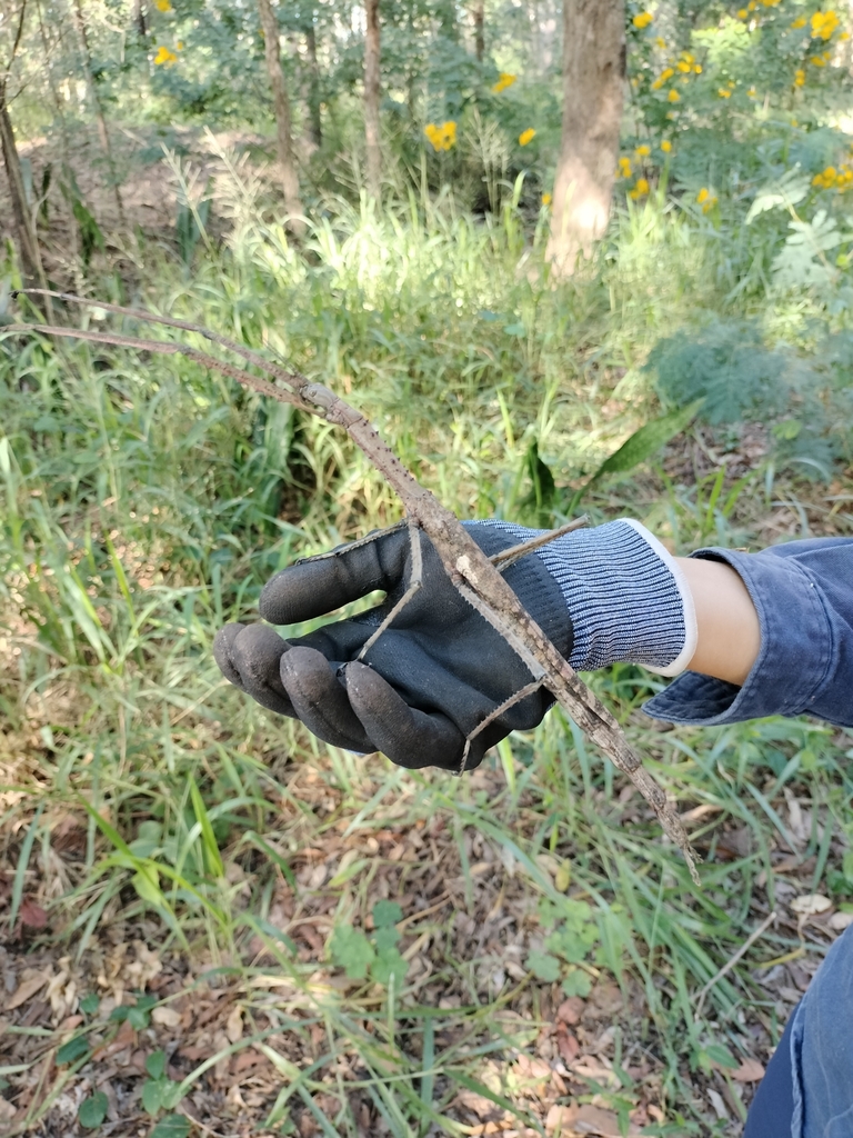 Titan Stick Insect from Deception Bay QLD 4508, Australia on April 12 ...