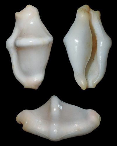 Cyphoma emarginatum · iNaturalist