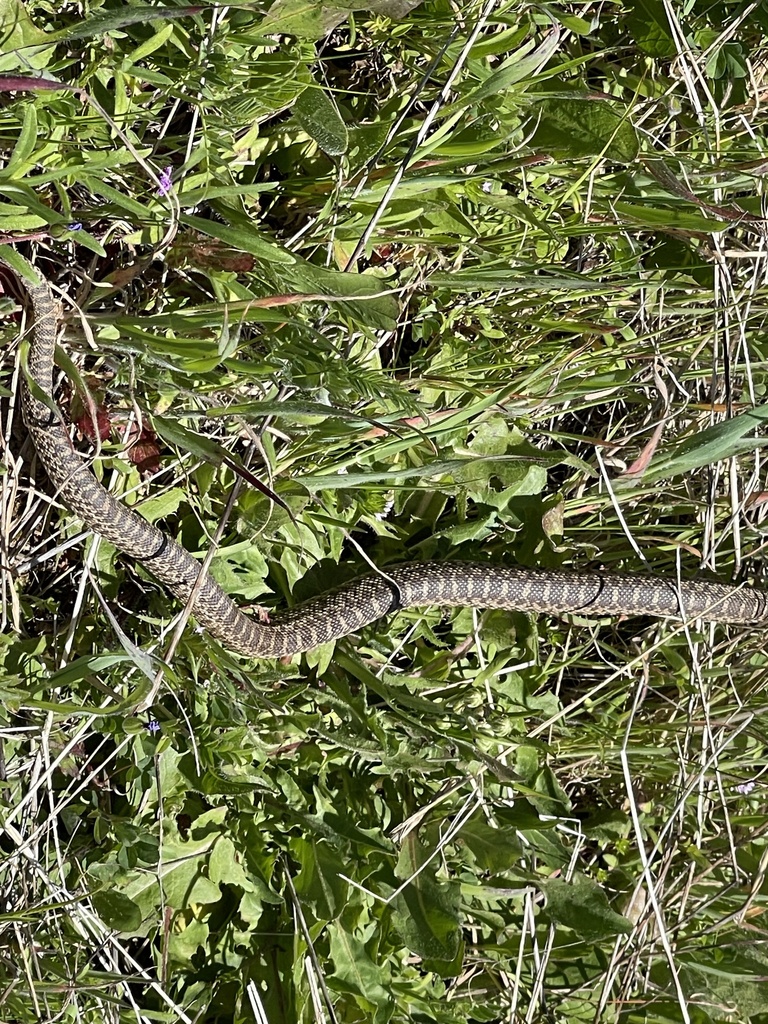 Pacific Gopher Snake from Russian Ridge Preserve, La Honda, CA, US on ...