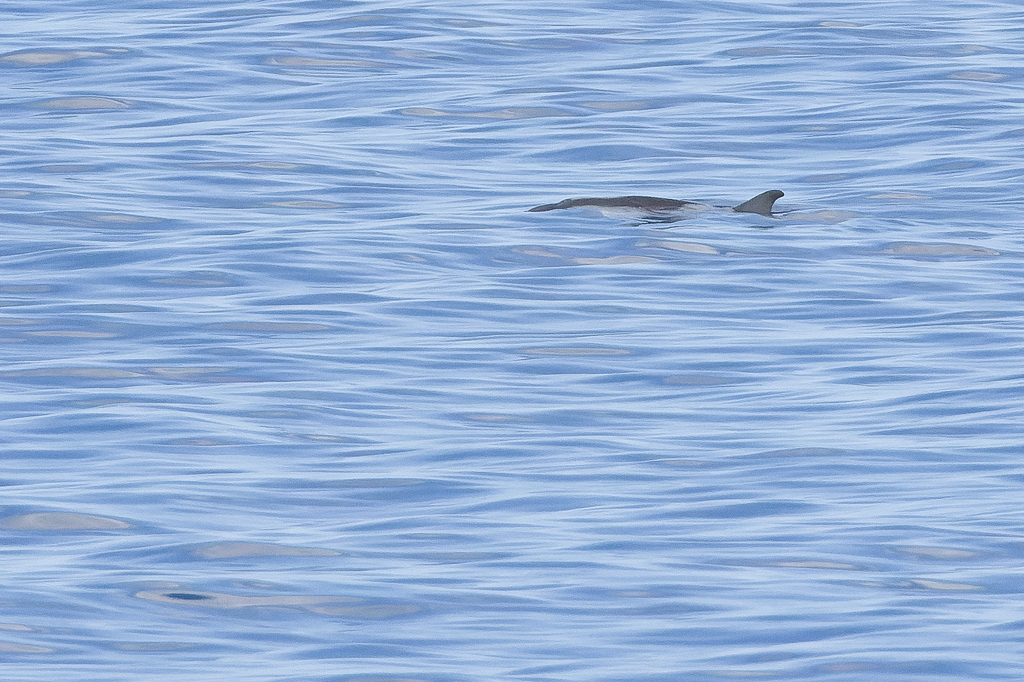 Pygmy Sperm Whale on September 28, 2023 at 11:02 PM by Joachim ...
