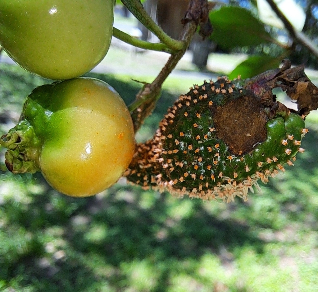 quince rust from Ville Platte, LA 70586, USA on April 11, 2024 at 12:15 ...
