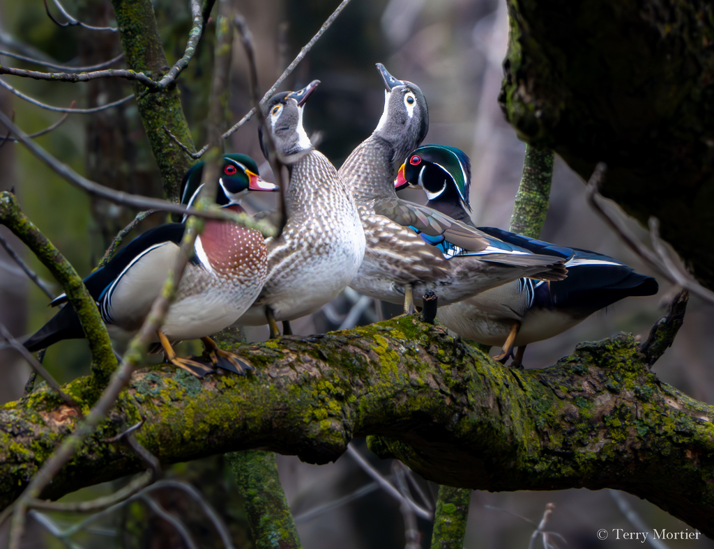 Wood Duck from Clear Lake, WI, USA on April 7, 2024 at 11:11 AM by ...