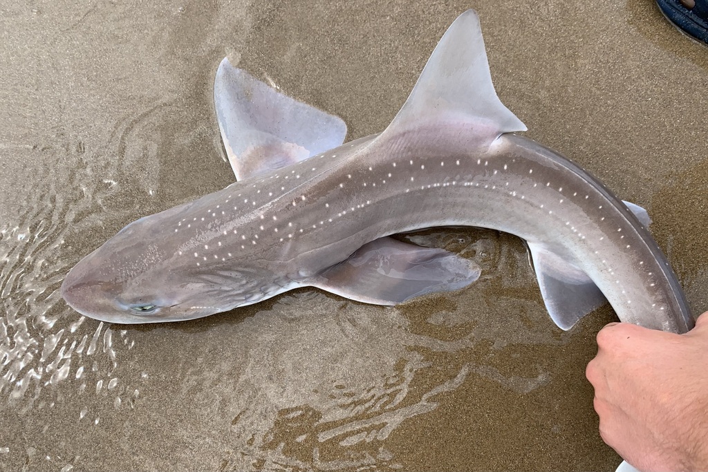 Starry Smooth-hound from Vale of Glamorgan, UK on June 20, 2023 at 02: ...