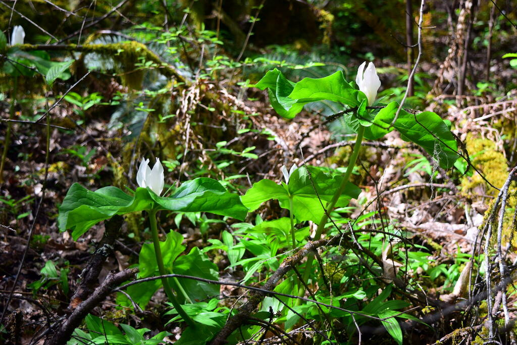 giant white wakerobin from Mulkey Creek Trail, 6455 NW Oak Creek Dr ...