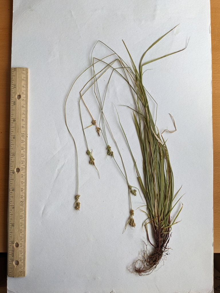 Peck's sedge from Hudson's Hope, BC, Canada on June 27, 2012 by ...