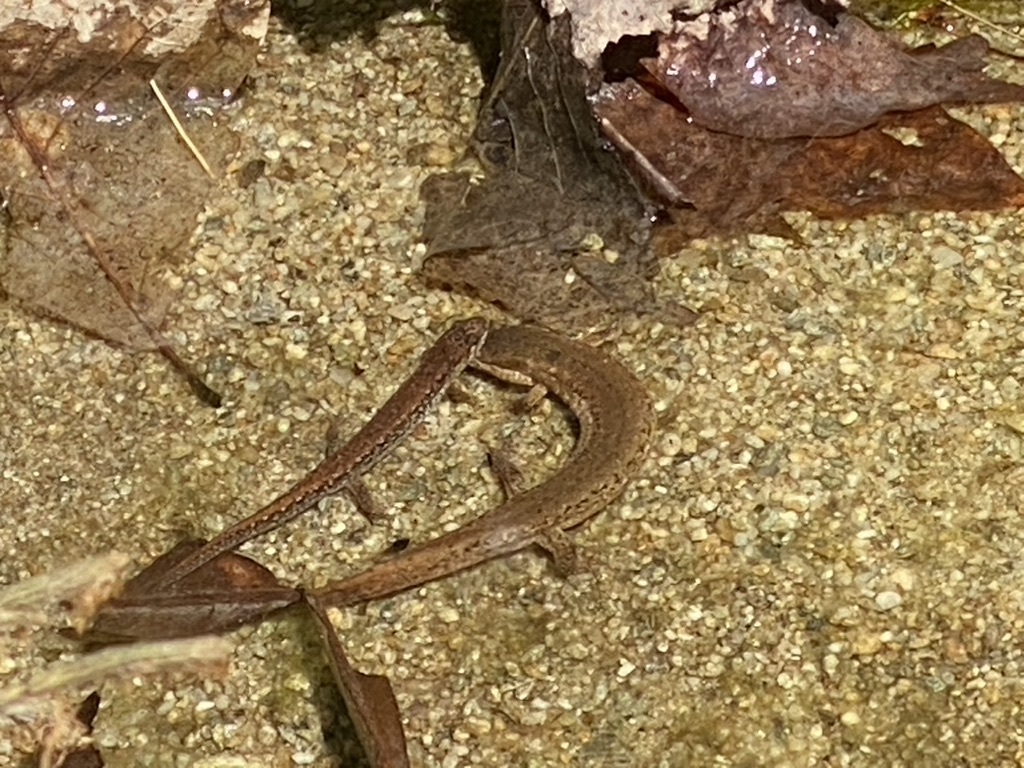 Wolf Dusky Salamander in April 2024 by lenahaley. Saw 5-6 of these red ...