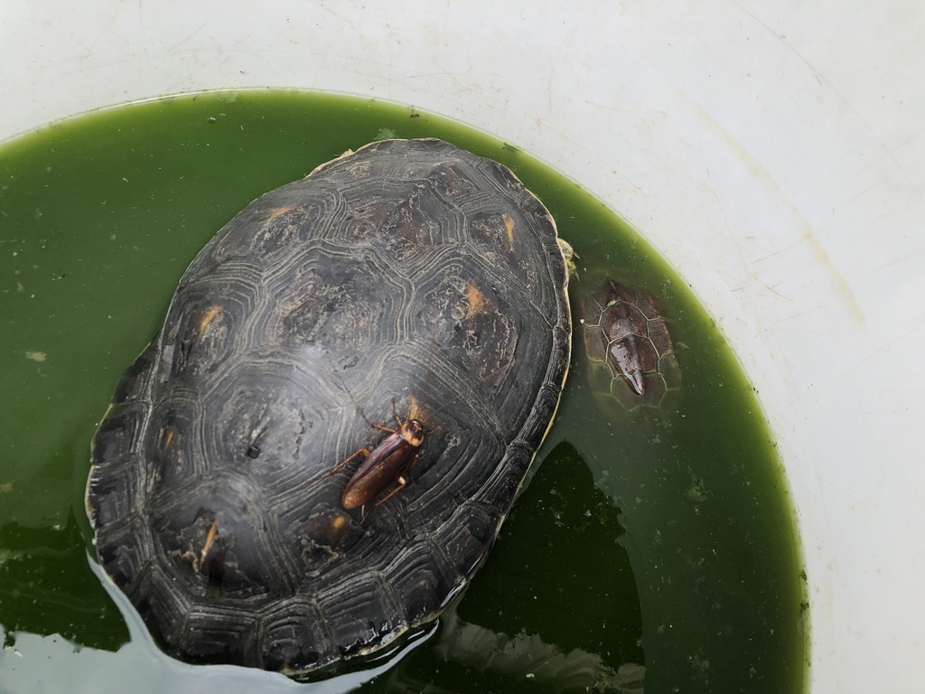 Chinese Pond Turtle in May 2023 by Shao Qi · iNaturalist