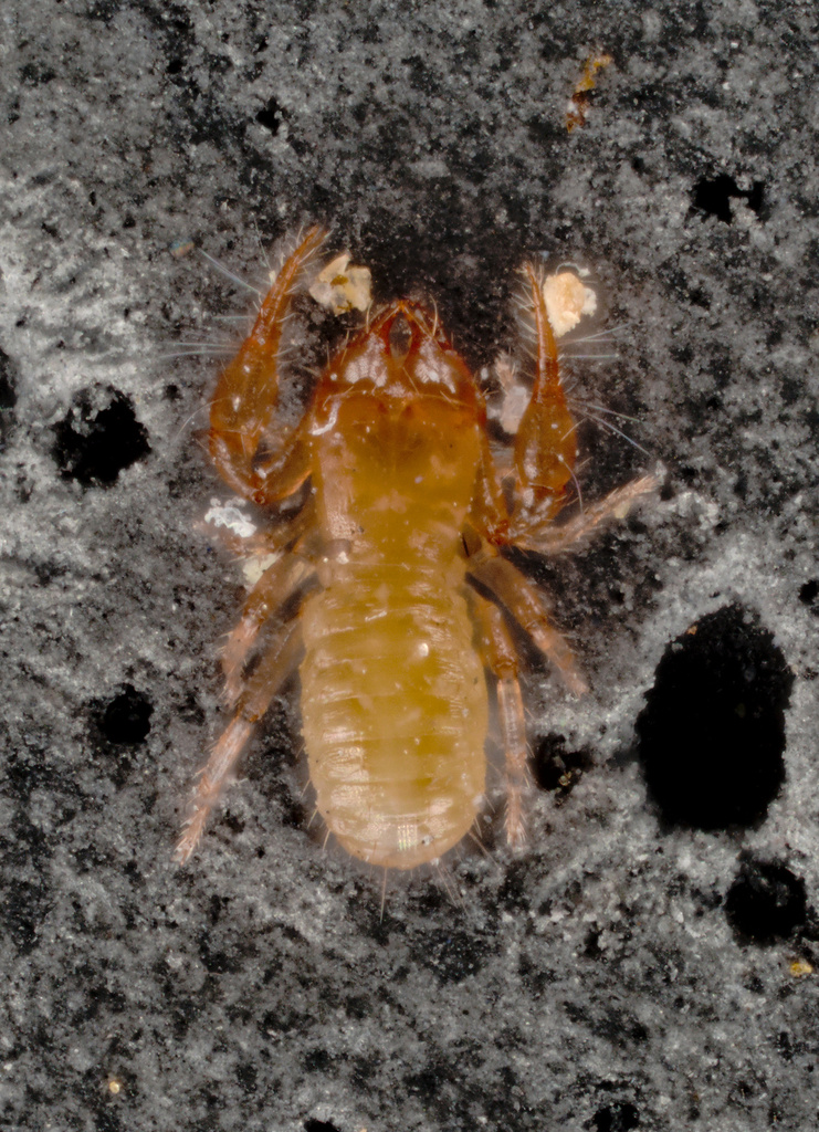 chthoniid pseudoscorpions in April 2024 by Ben Gruver. From a tullgren ...