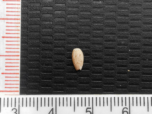 Persicula imbricata · iNaturalist United Kingdom