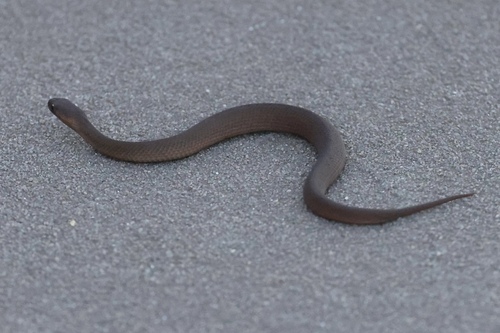 Bardick (Echiopsis curta) - Snakes and Lizards