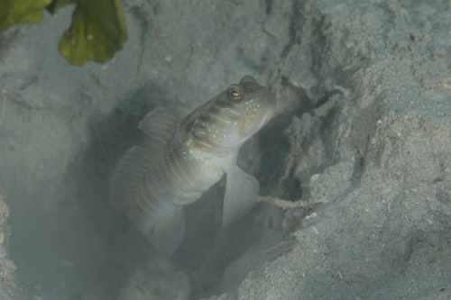 Many-barred Shrimpgoby (Cryptocentrus multicinctus) · iNaturalist