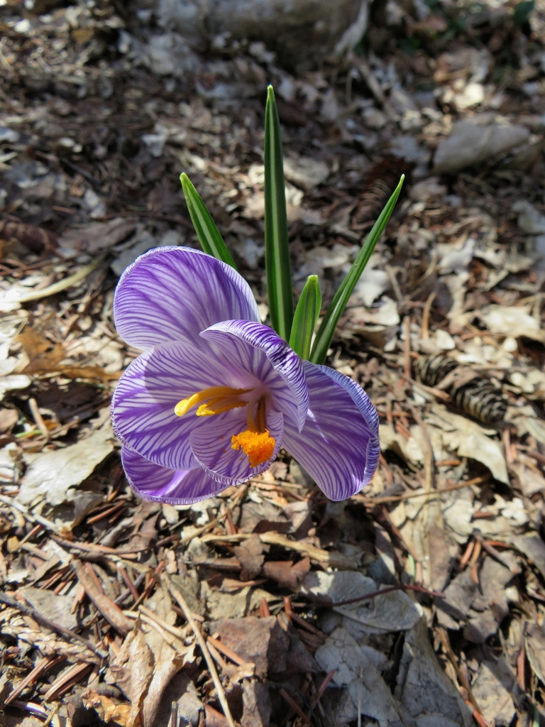Crocuses from Maple Creek, SK S0N 1N0, Canada on April 11, 2024 at 03: ...